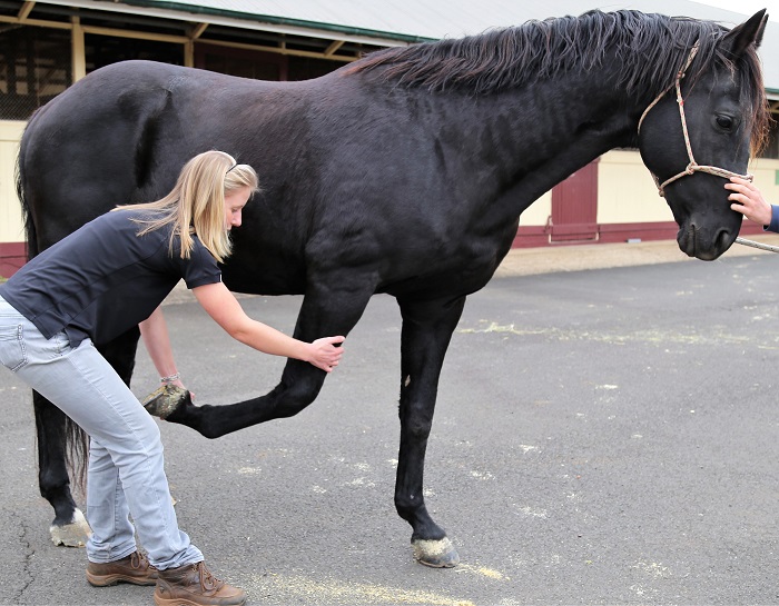 Equine Physiotherapy | Active Animal Physiotherapy