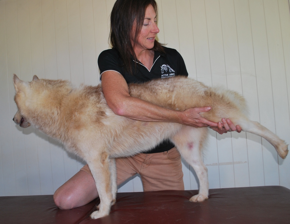 Canine Physiotherapy | Active Animal Physiotherapy