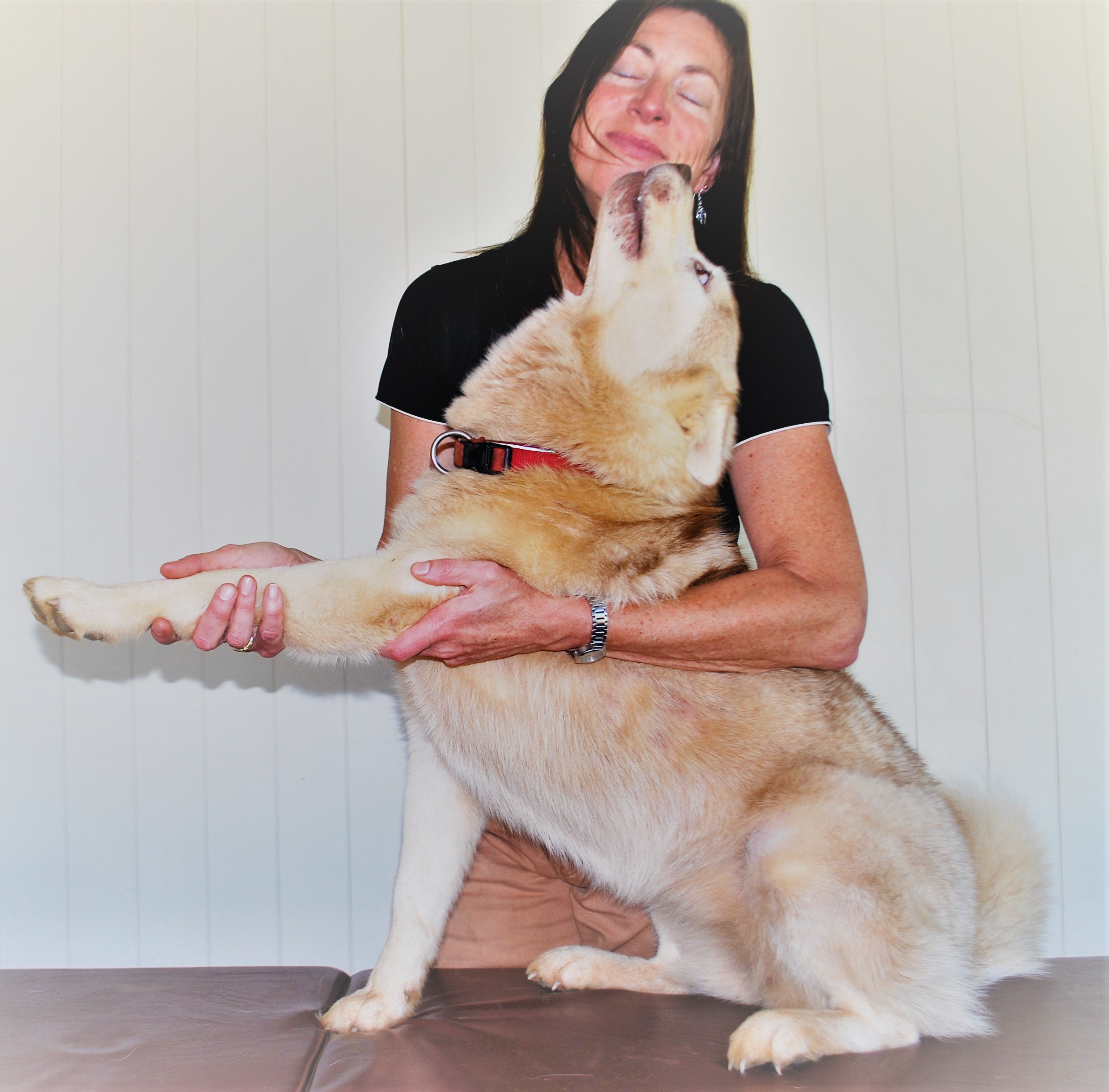 Canine Physiotherapy | Active Animal Physiotherapy