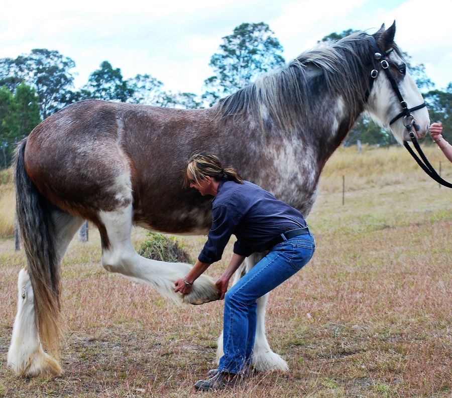 Equine Physiotherapy | Active Animal Physiotherapy