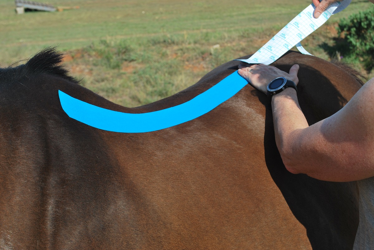 Active Animal Physiotherapy | Toowoomba